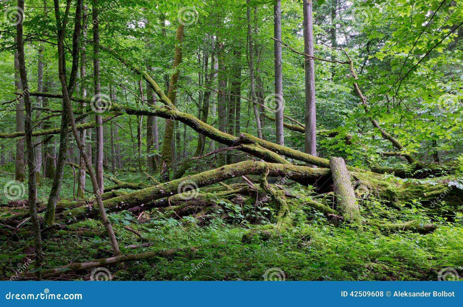 Old Oak Tree Broken Lying in Spring Forest Stock Photo - Image of ...