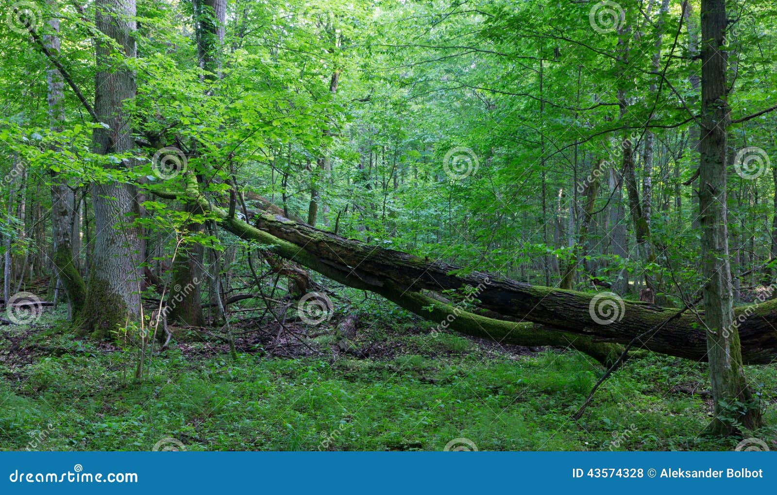 Old Oak Tree Broken Lying in Spring Forest Stock Photo - Image of ...