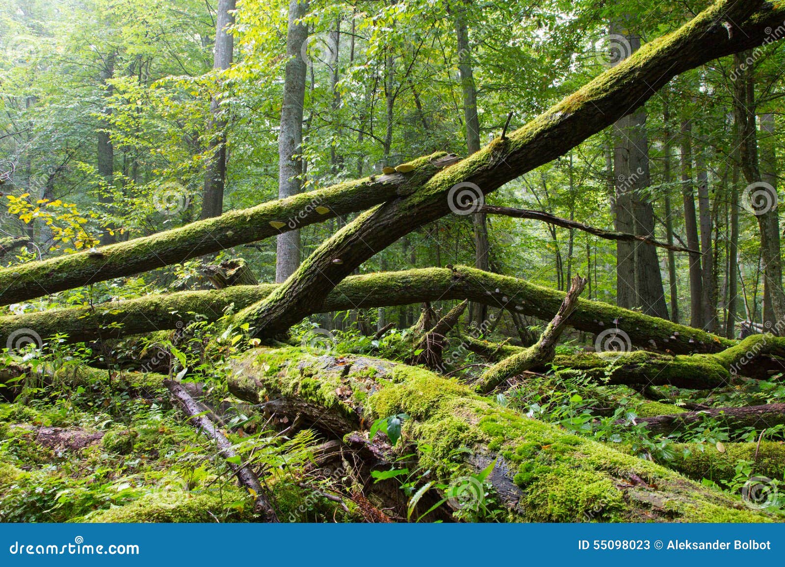 Old Oak Tree Broken Lying in Spring Forest Stock Image - Image of ...
