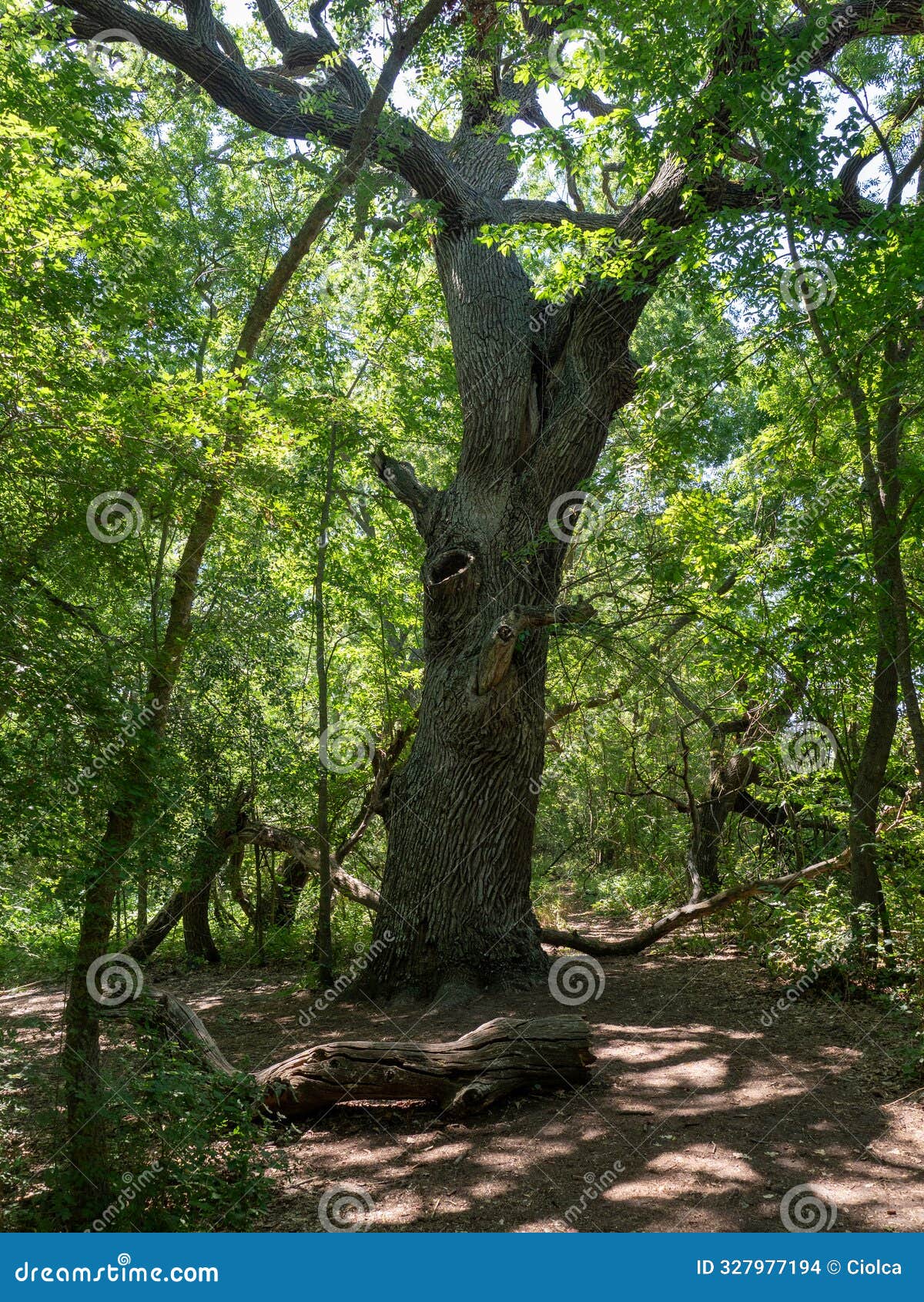 Old Oak Tree at Caraorman Forest, Danube Delta, Romania Stock Photo ...