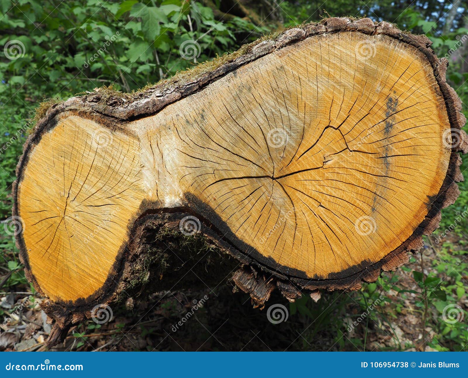 Old Oak Tree Cut in the Park Stock Photo - Image of park, tree: 106954738