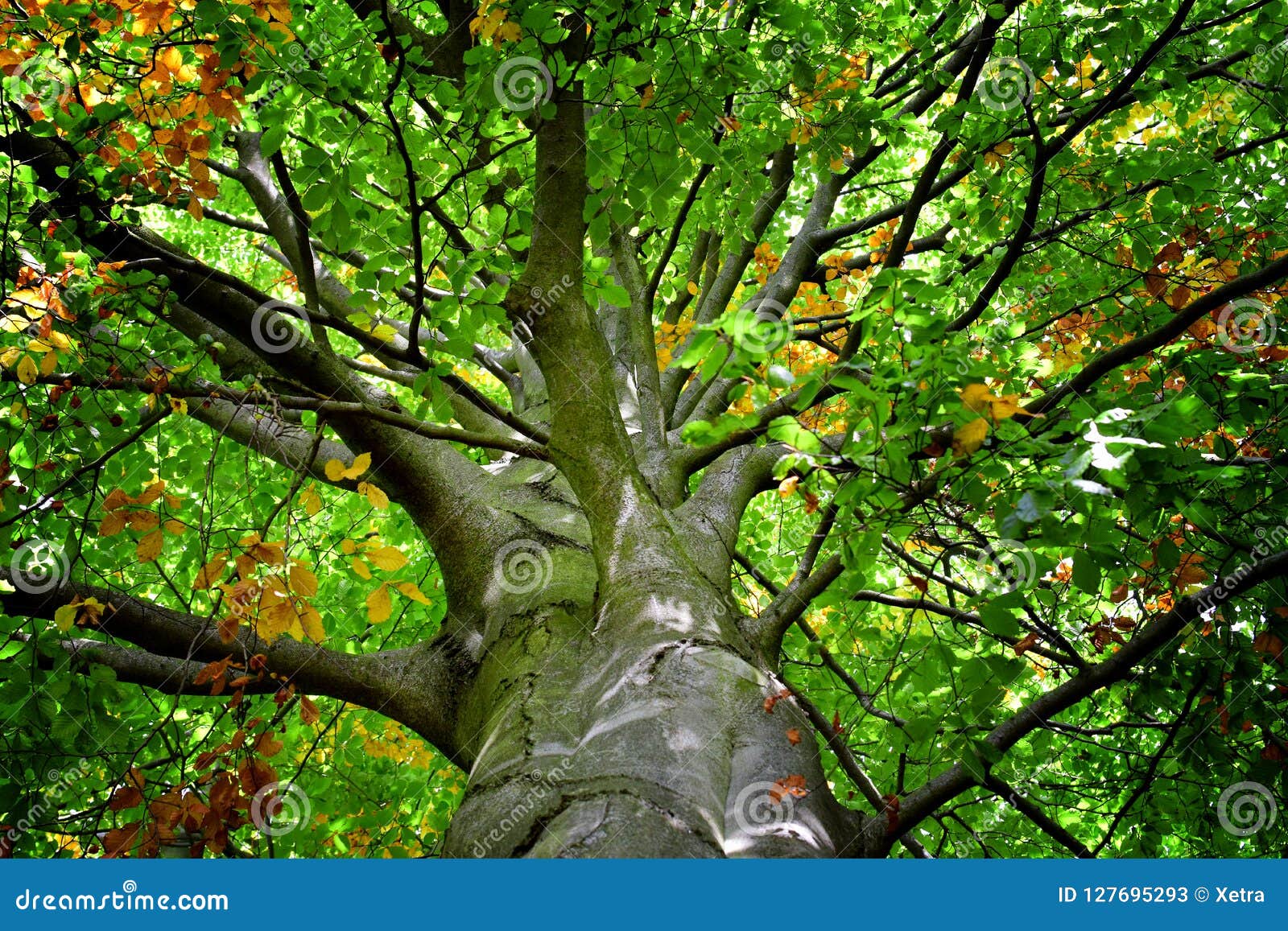 Old oak tree stock image. Image of foliage, nature, color - 127695293