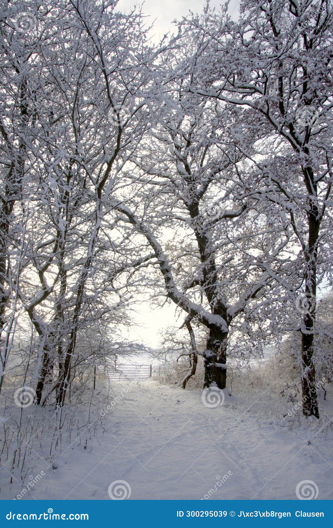 Old Oak Tree at the End of the Forest in December Stock Image - Image ...
