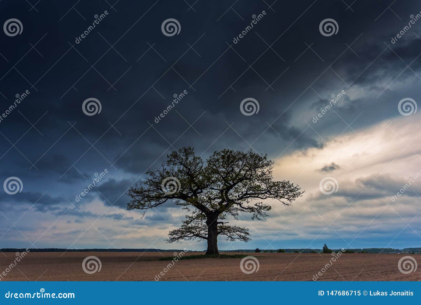Old Oak Tree in the Evening Light, Lithuania Europe Stock Image - Image ...