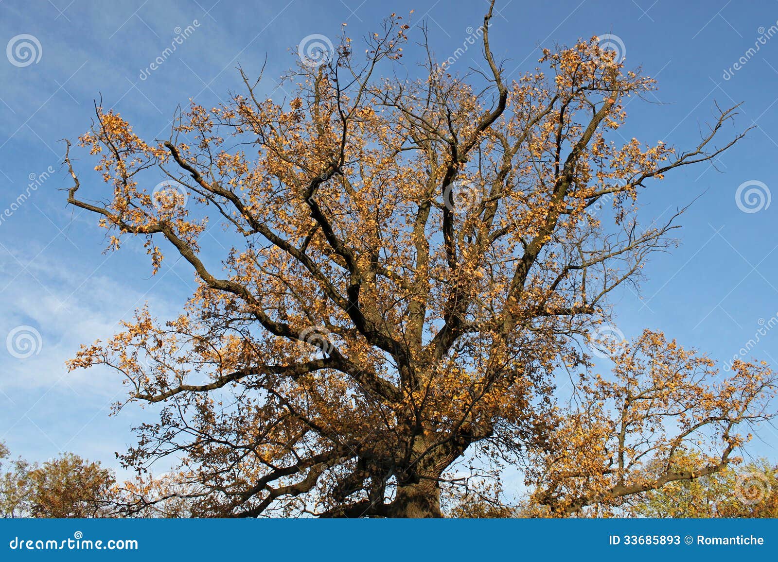 Old oak tree stock image. Image of nature, leaf, yellow - 33685893