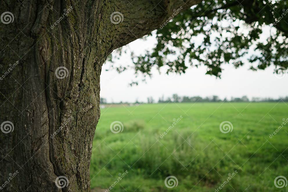 Old Oak Tree with Field on Background Stock Photo - Image of leaf ...
