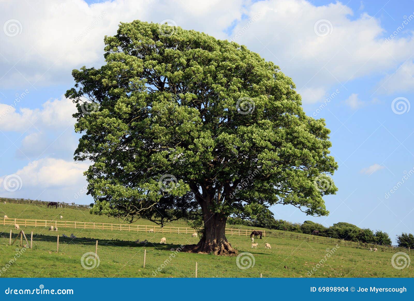 Old Oak Tree in a Field stock photo. Image of rural, single - 69898904
