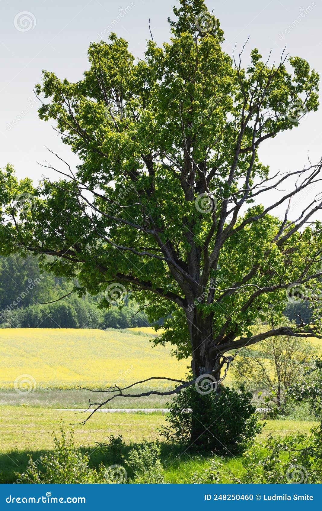 Old oak tree in a field stock photo. Image of grassland - 248250460