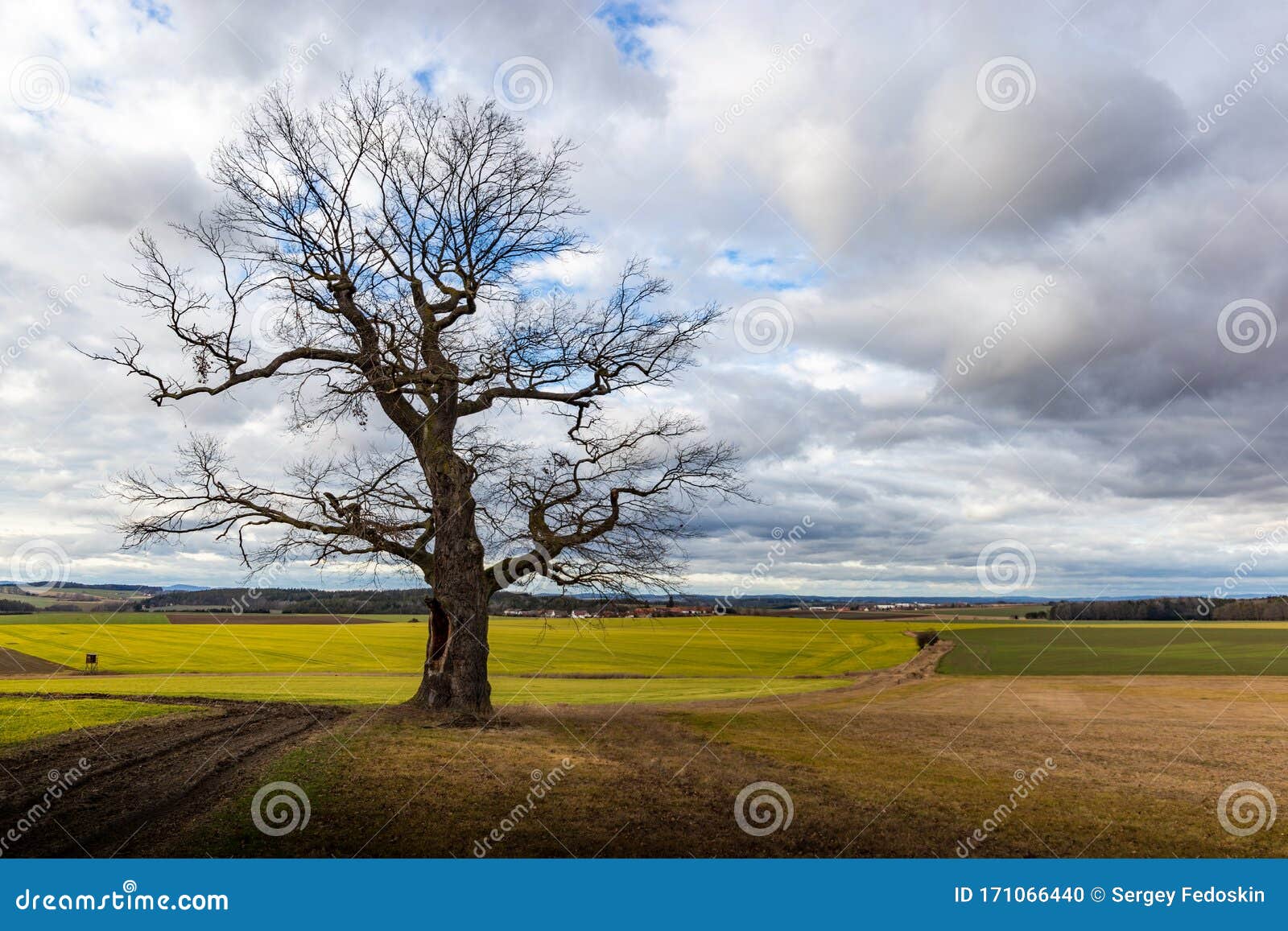 Old Oak Tree in Field, Snowless Winter. Czech Republic Stock Photo ...
