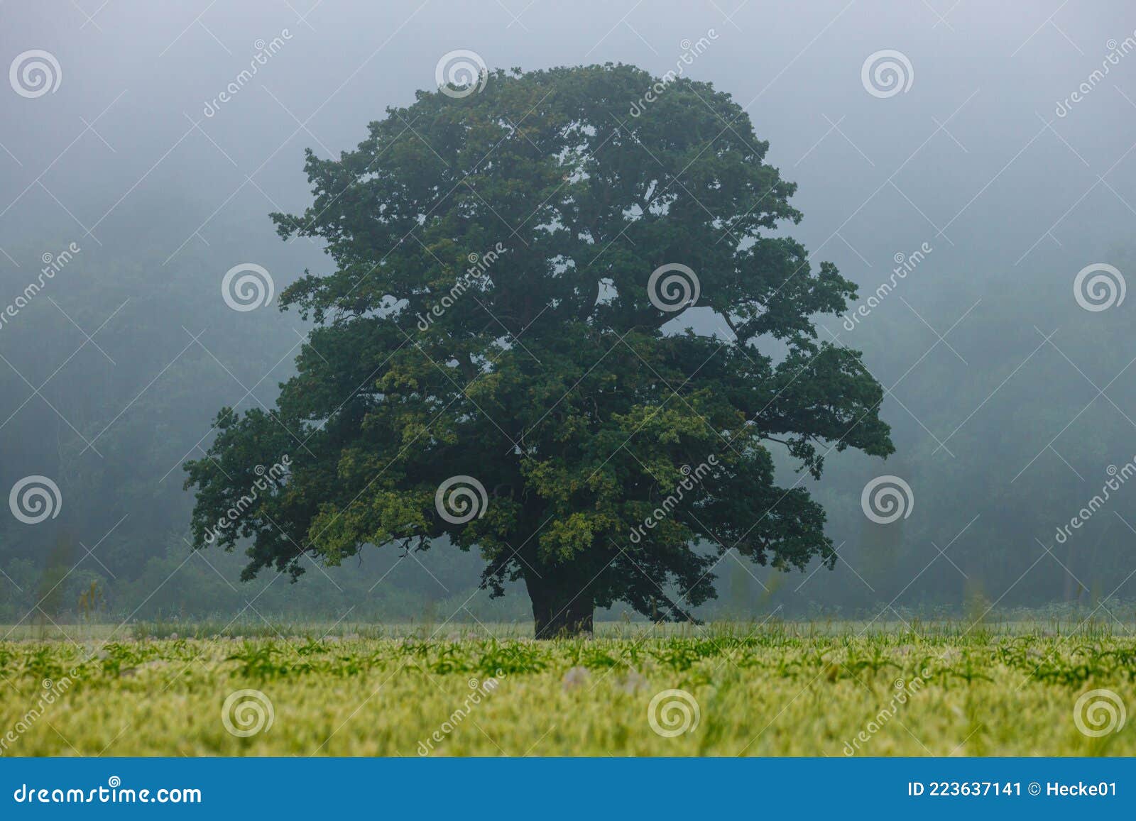 Old oak tree in the fog stock image. Image of field - 223637141