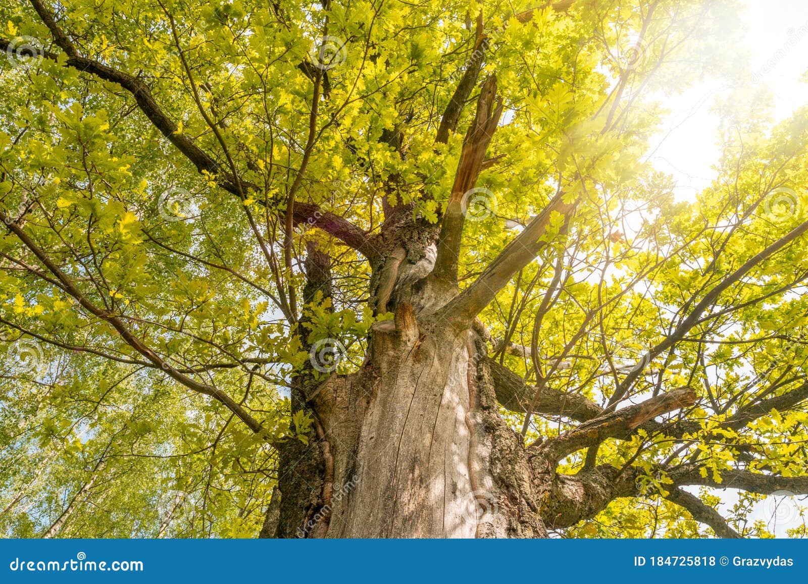 Old Oak Tree Foliage in Morning Light Stock Photo - Image of summer ...