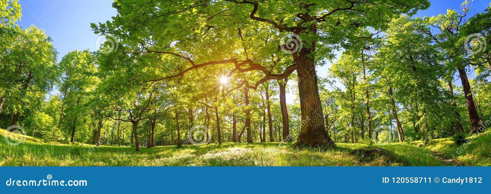 Tree Foliage in Morning Light Stock Image - Image of outdoors, park ...