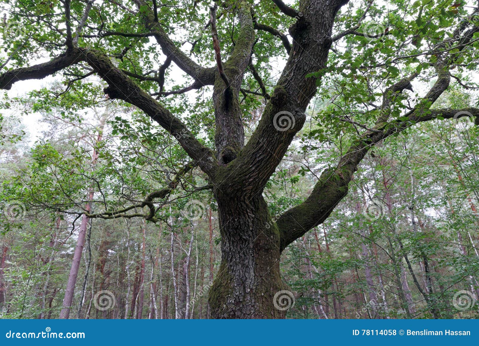 Old Oak Tree in Fontainebleau Forest Stock Photo - Image of travel ...