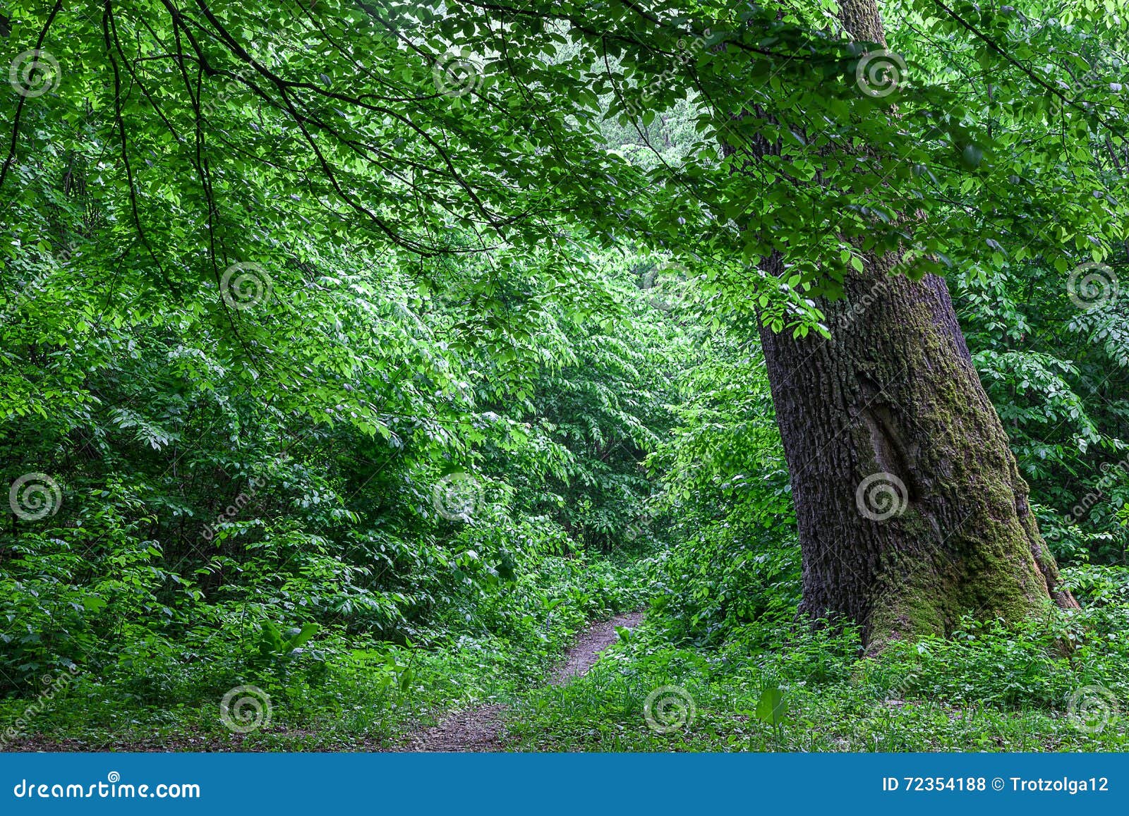 Old Oak Tree and the Footpath in the Forest. Stock Photo - Image of ...