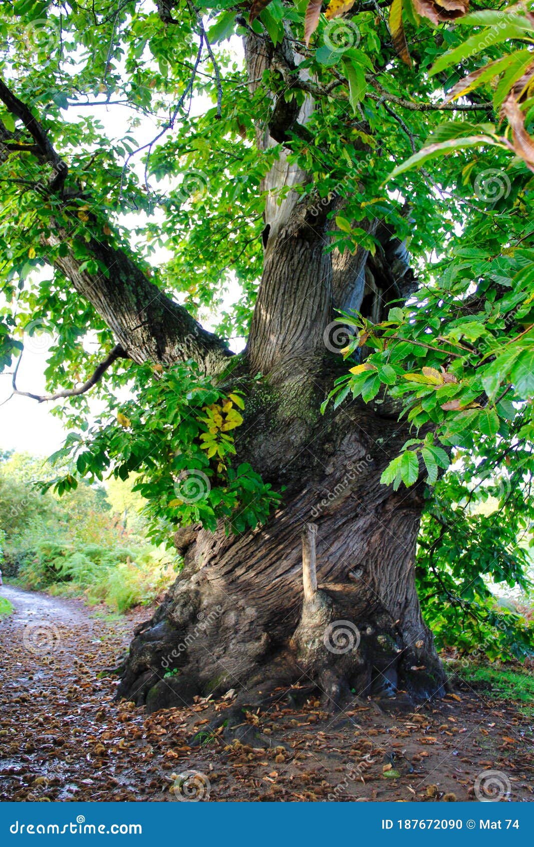 Old oak tree in the forest stock photo. Image of leaf - 187672090