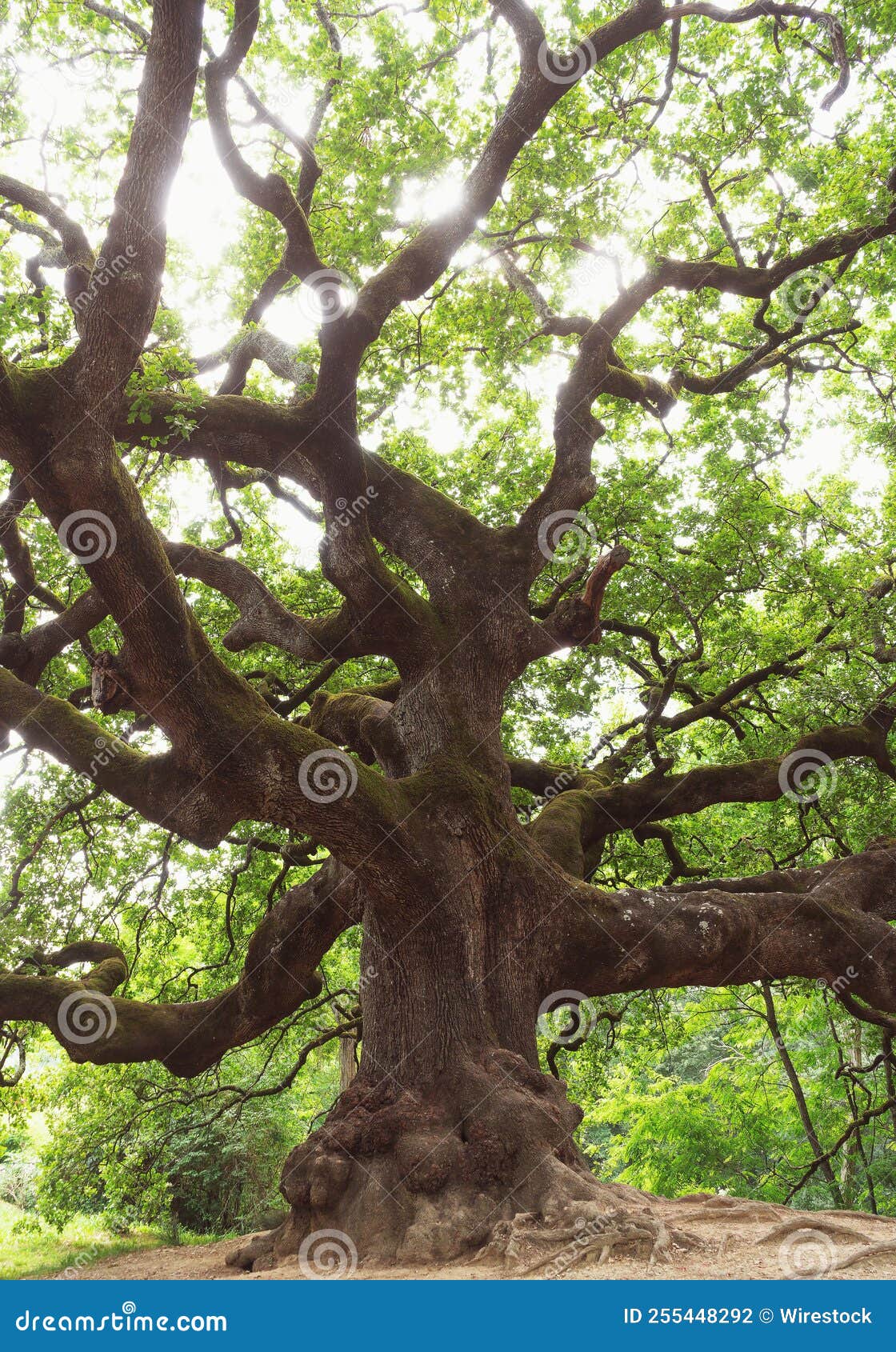 Old oak tree in the forest stock photo. Image of forest - 255448292