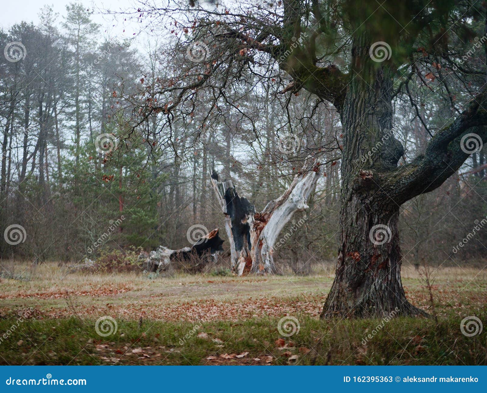 Old Oak Tree in a Forest Clearing in Autumn Stock Image - Image of ...