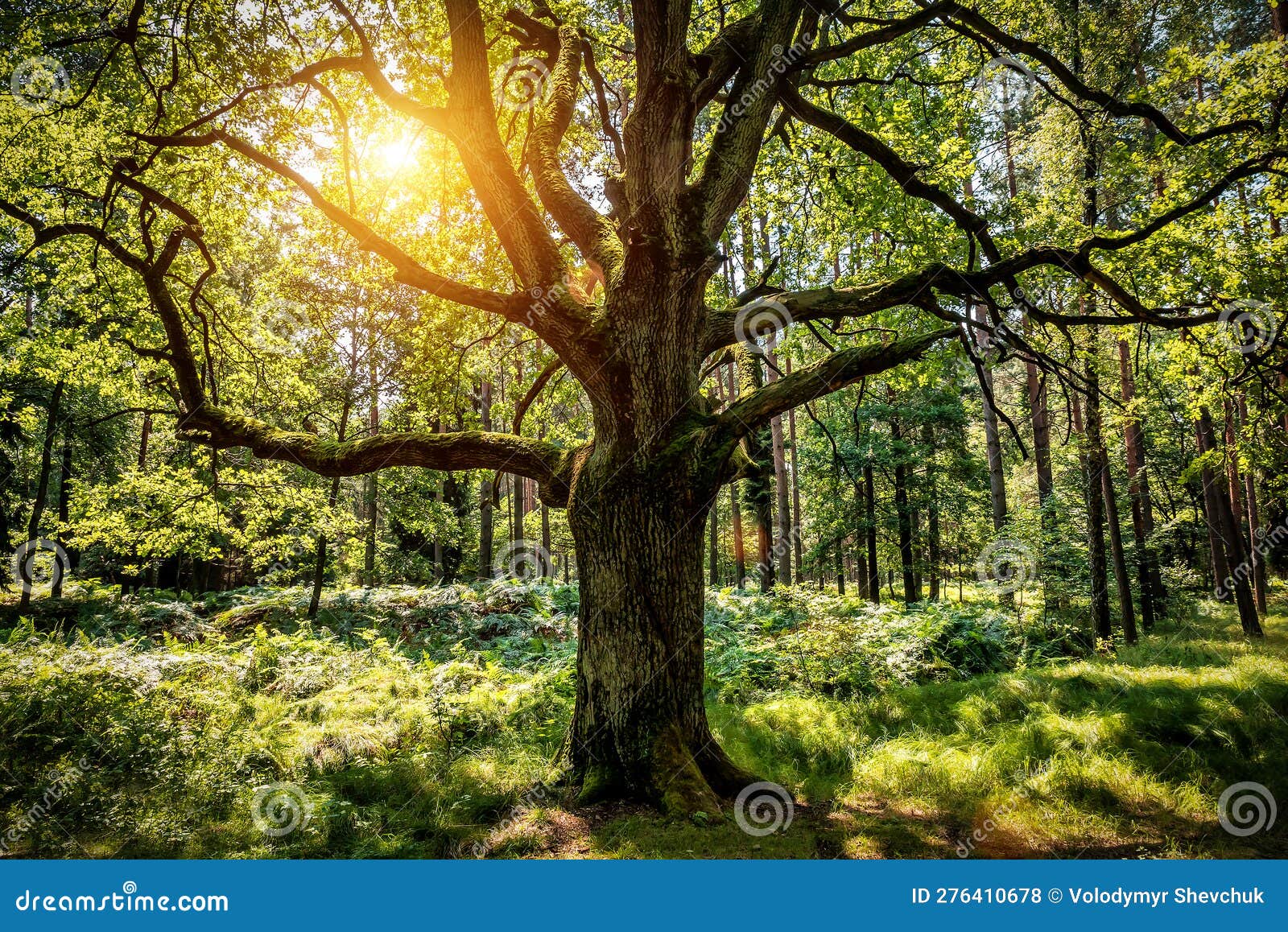 Old oak tree in the forest stock photo. Image of plant - 276410678