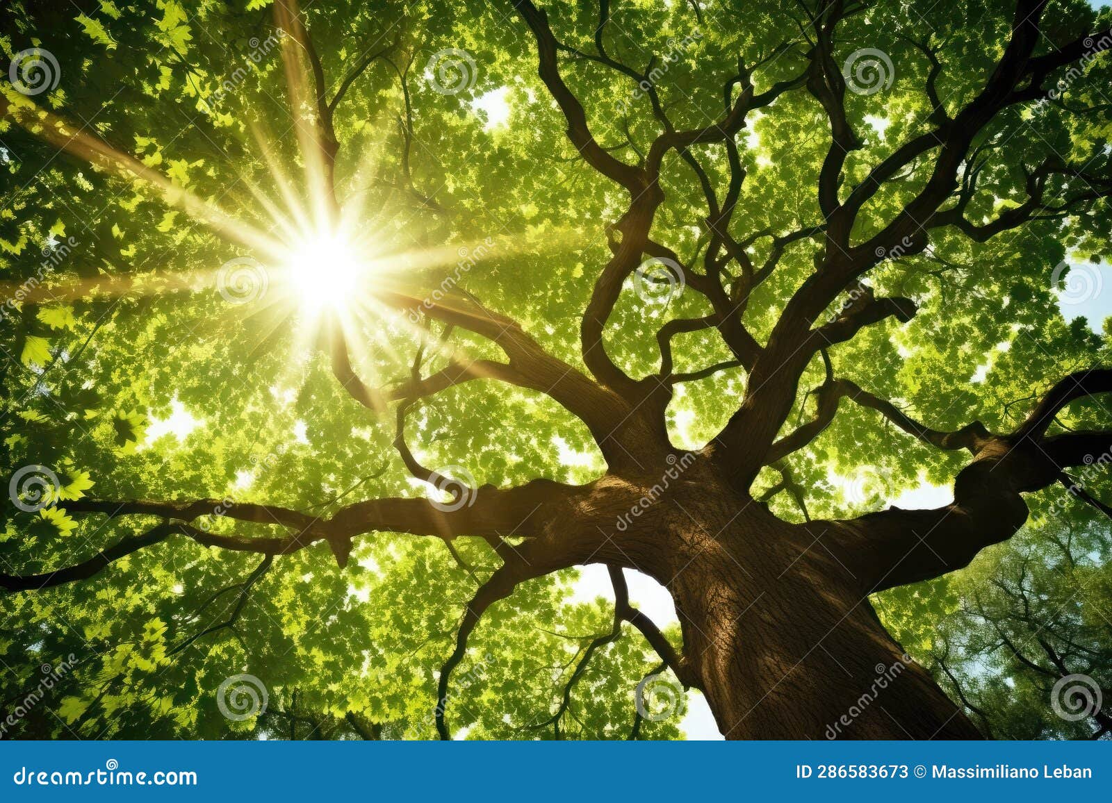 Oak tree with rays of sun stock illustration. Illustration of sunny ...