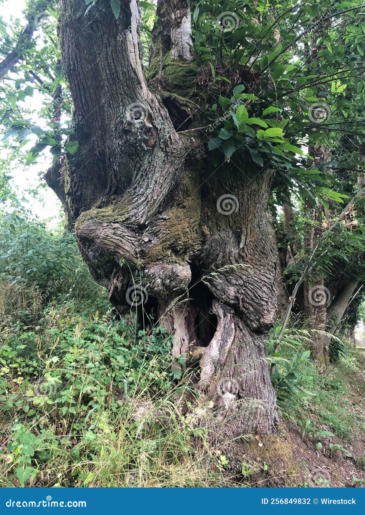 Old Oak Tree in the Forest,vertical Shot Stock Photo - Image of nature ...