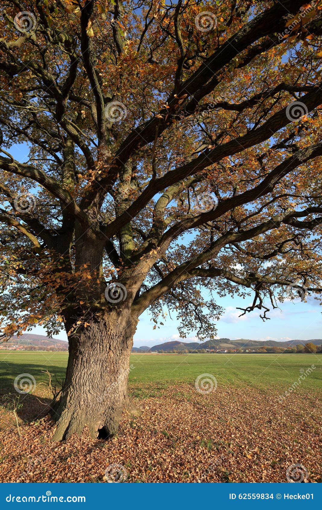 Old Oak Tree in Golden Autumn Stock Photo - Image of autumn, natural ...