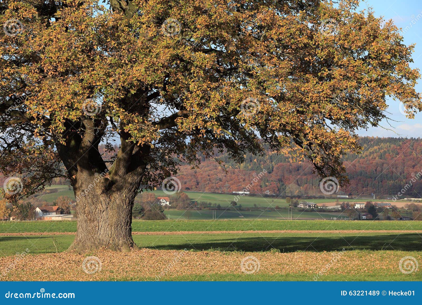 Old Oak Tree in Golden Autumn Stock Image - Image of tree, quercus ...