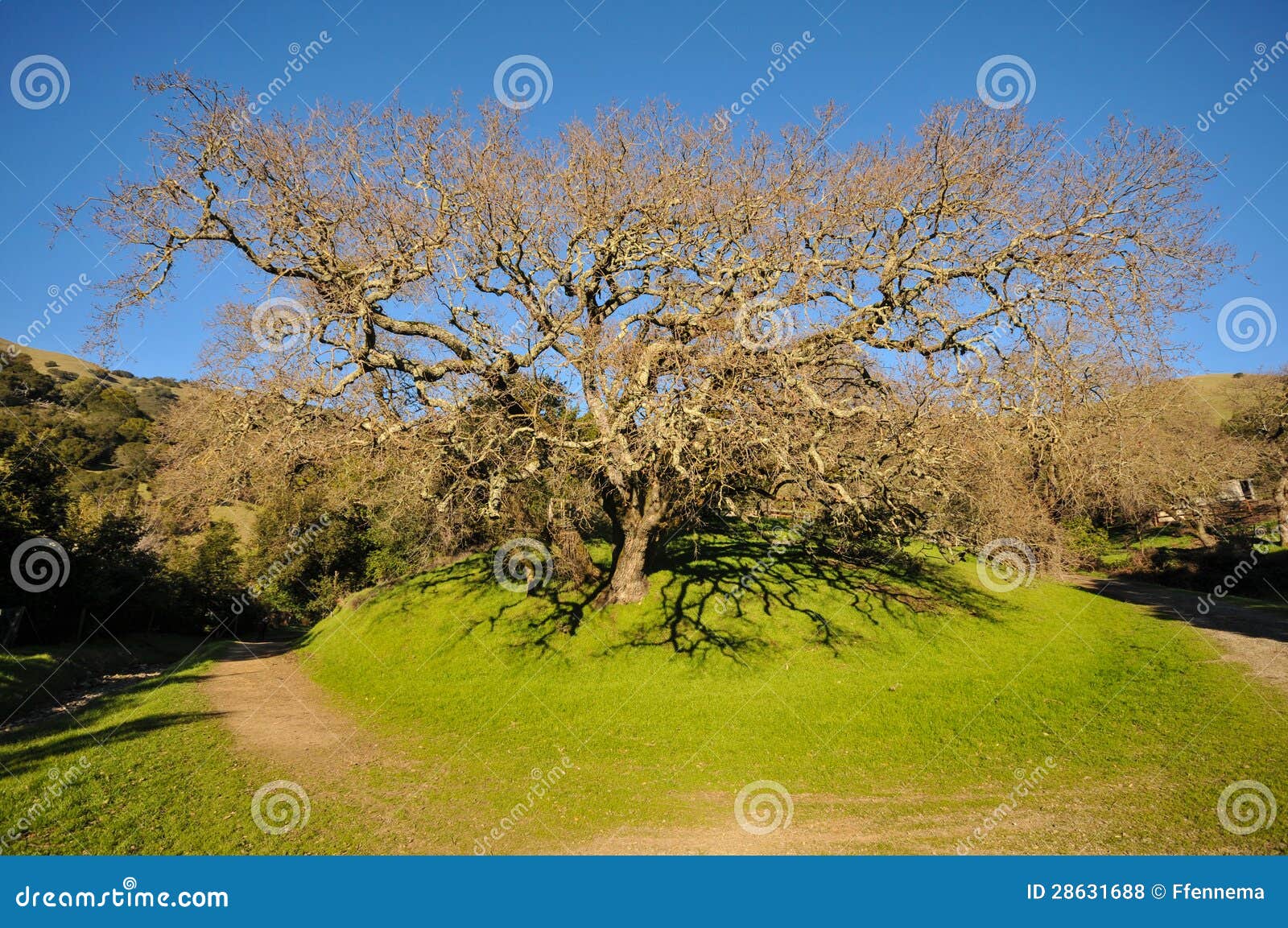 Old Oak Tree in a Grass Field with Hills Stock Photo - Image of tree ...