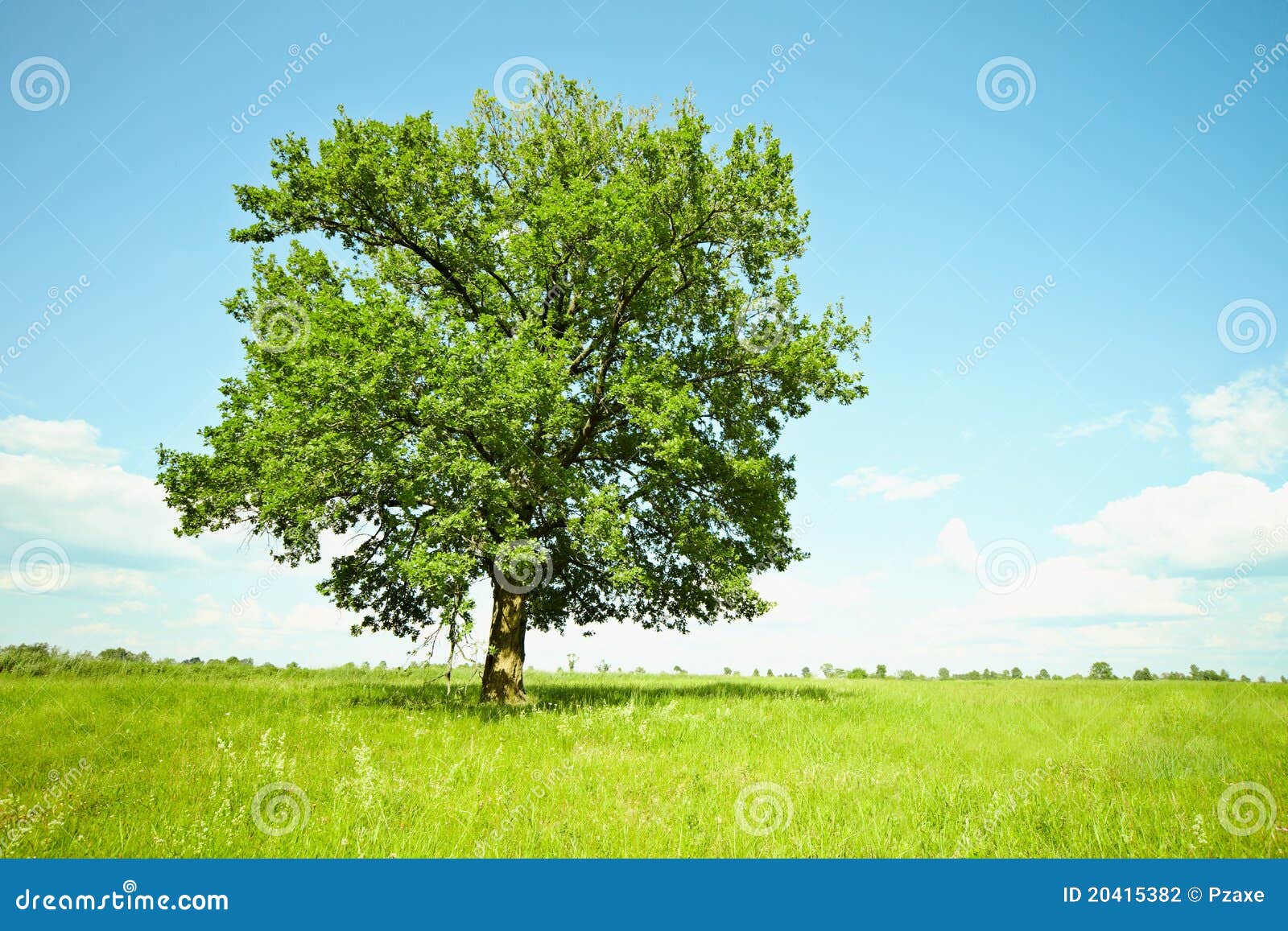 Old Oak Tree on Green Meadows Stock Photo - Image of horizon, green ...