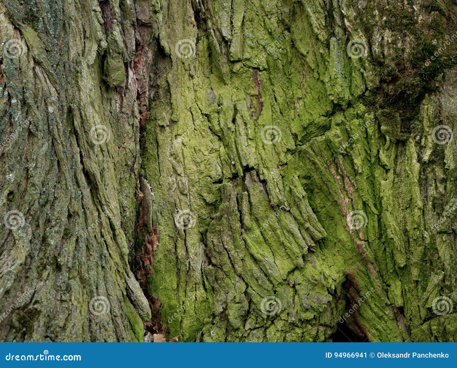 Old Oak Tree with Green Moss at the Base Closeup Stock Image - Image of ...