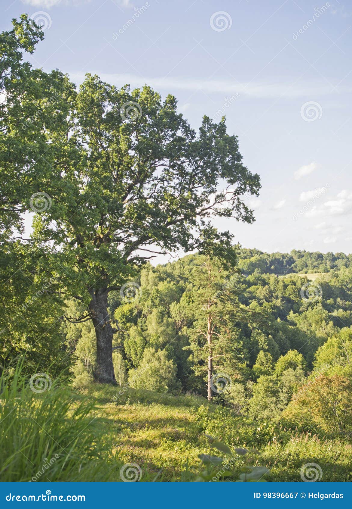Old oak tree on a hill stock image. Image of environment - 98396667