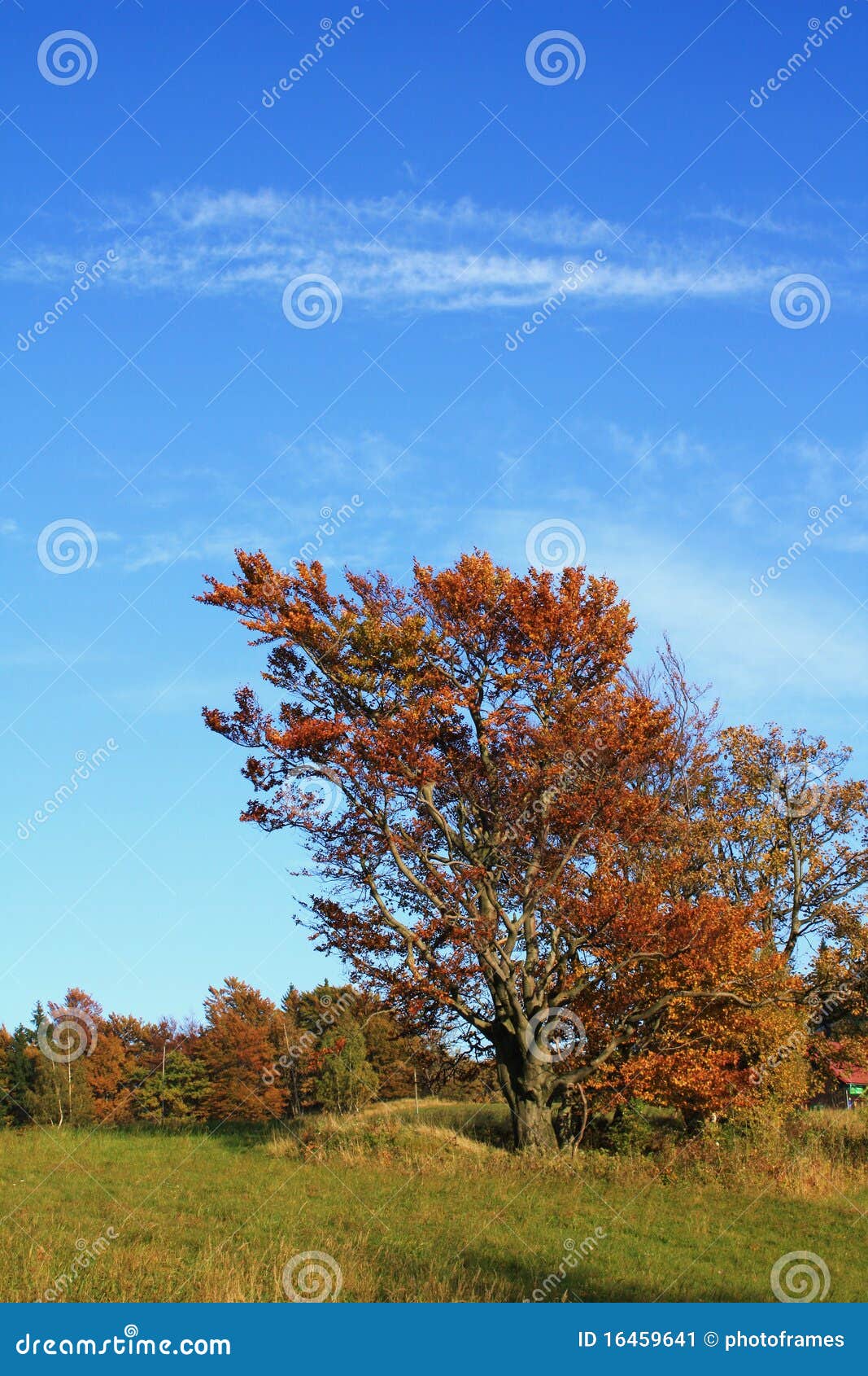 Old Oak Tree on the Horizon Stock Image - Image of country, hills: 16459641