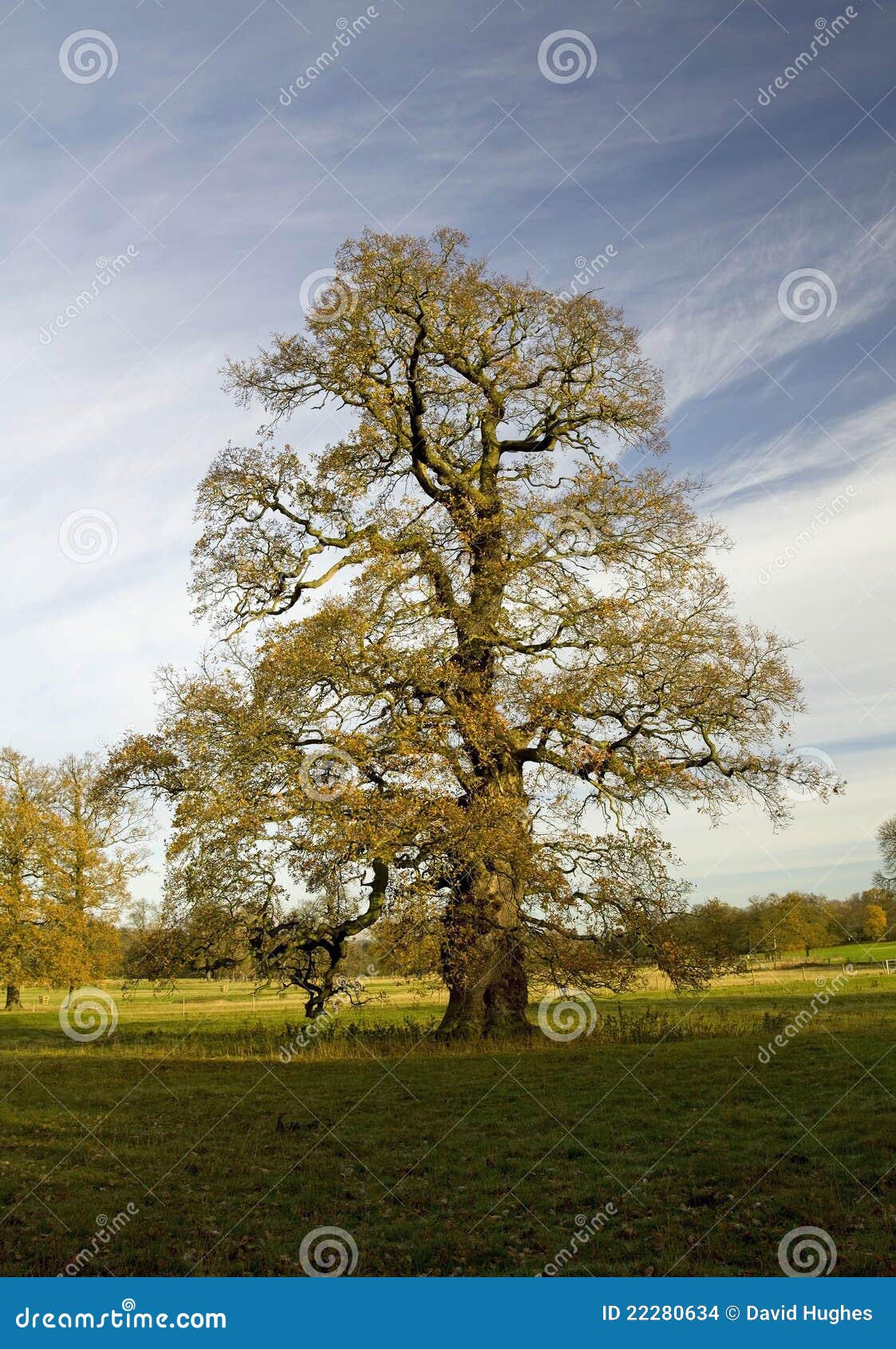 Old Oak Tree in Late Autumn Stock Photo - Image of autumn ...
