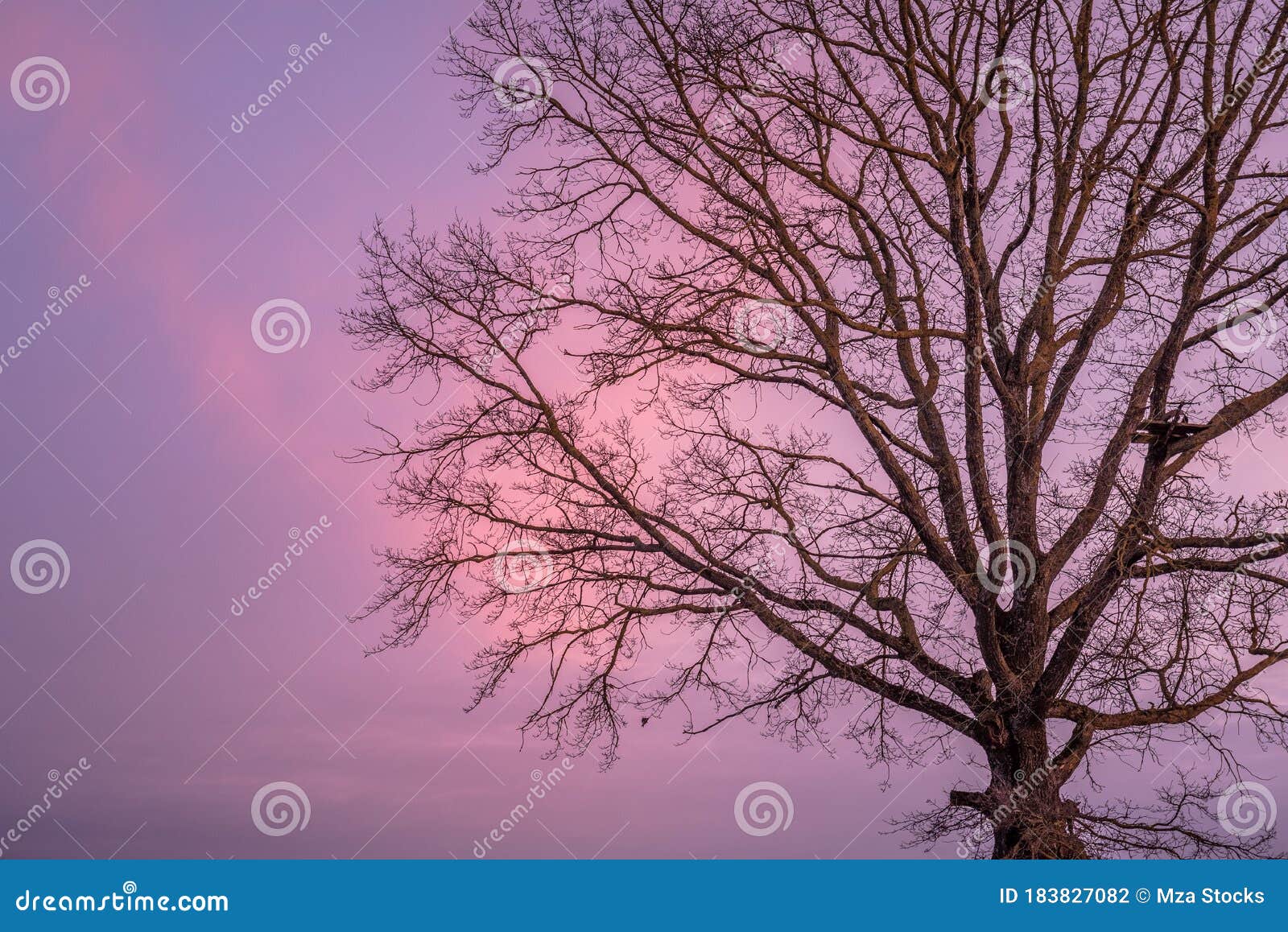 Old Oak Tree without Leaves and Pink Sky Stock Photo - Image of summer ...