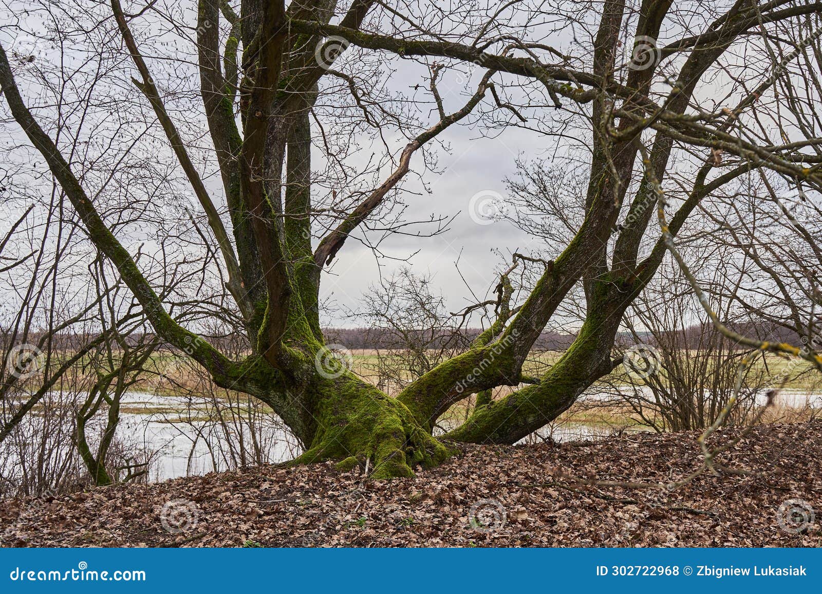 Old Oak Tree without Leaves in Winter Stock Photo - Image of field ...