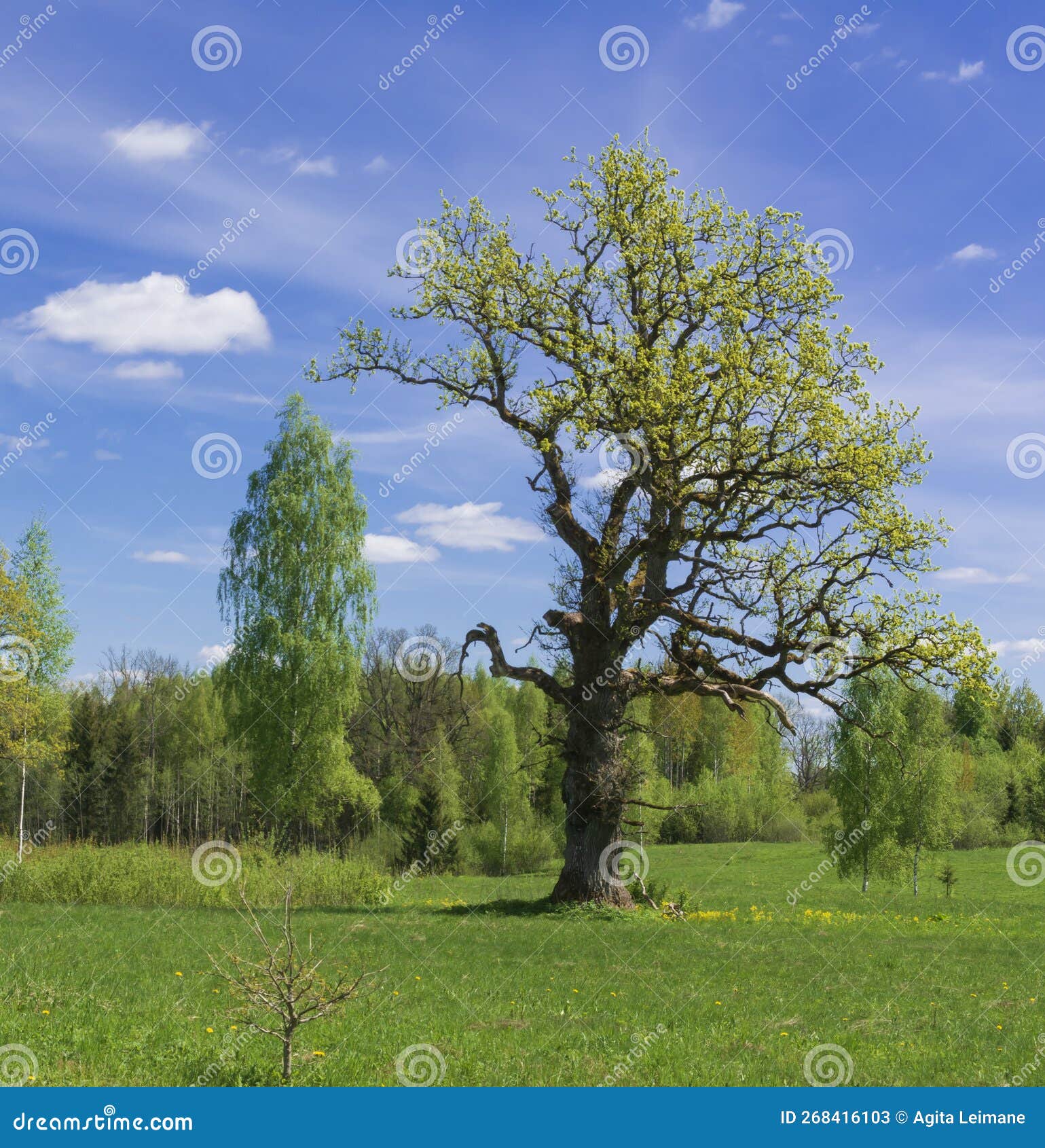 Old oak tree on meadow . stock image. Image of grass - 268416103