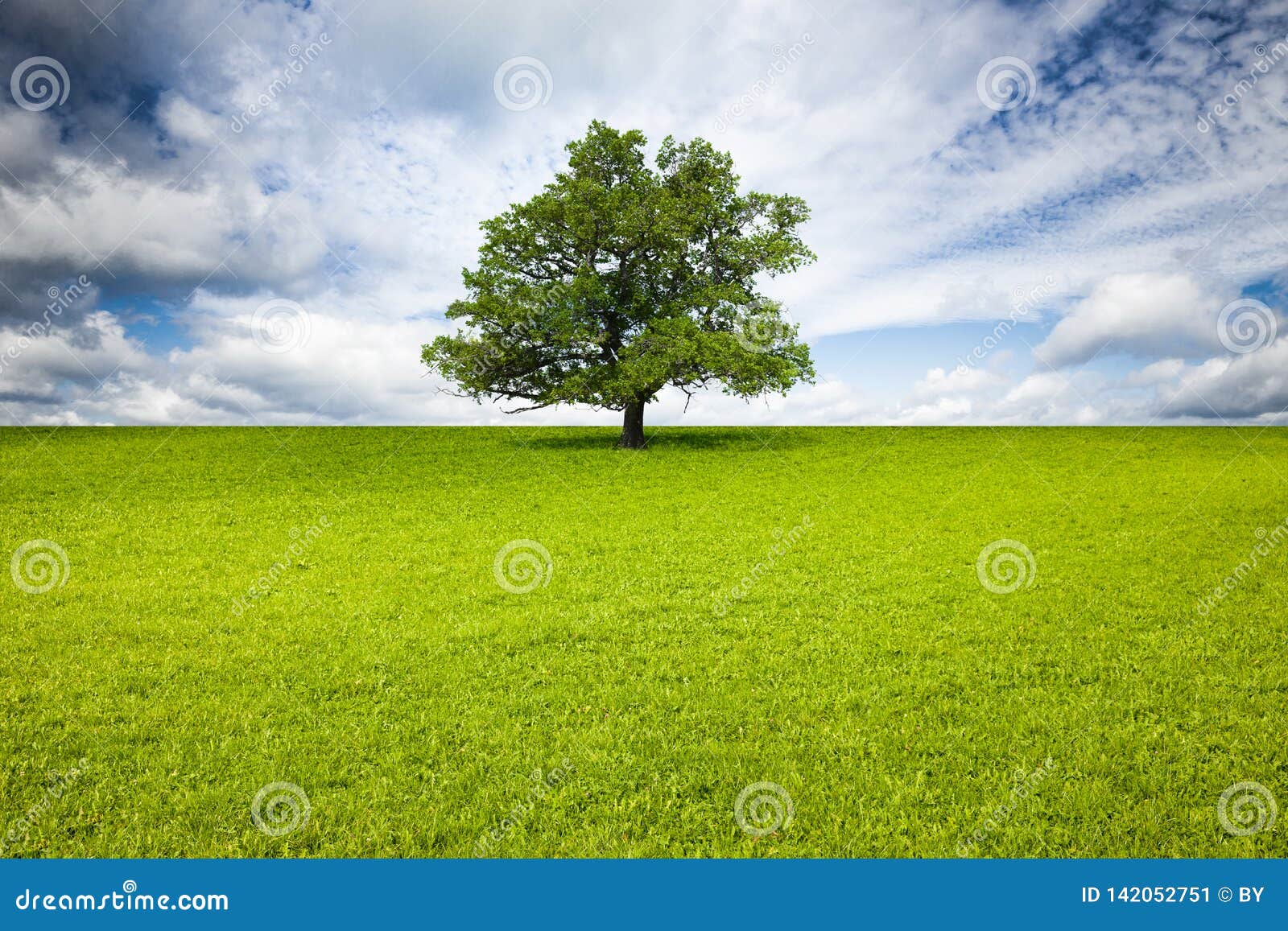 Old Oak Tree in Meadow stock image. Image of natural - 142052751