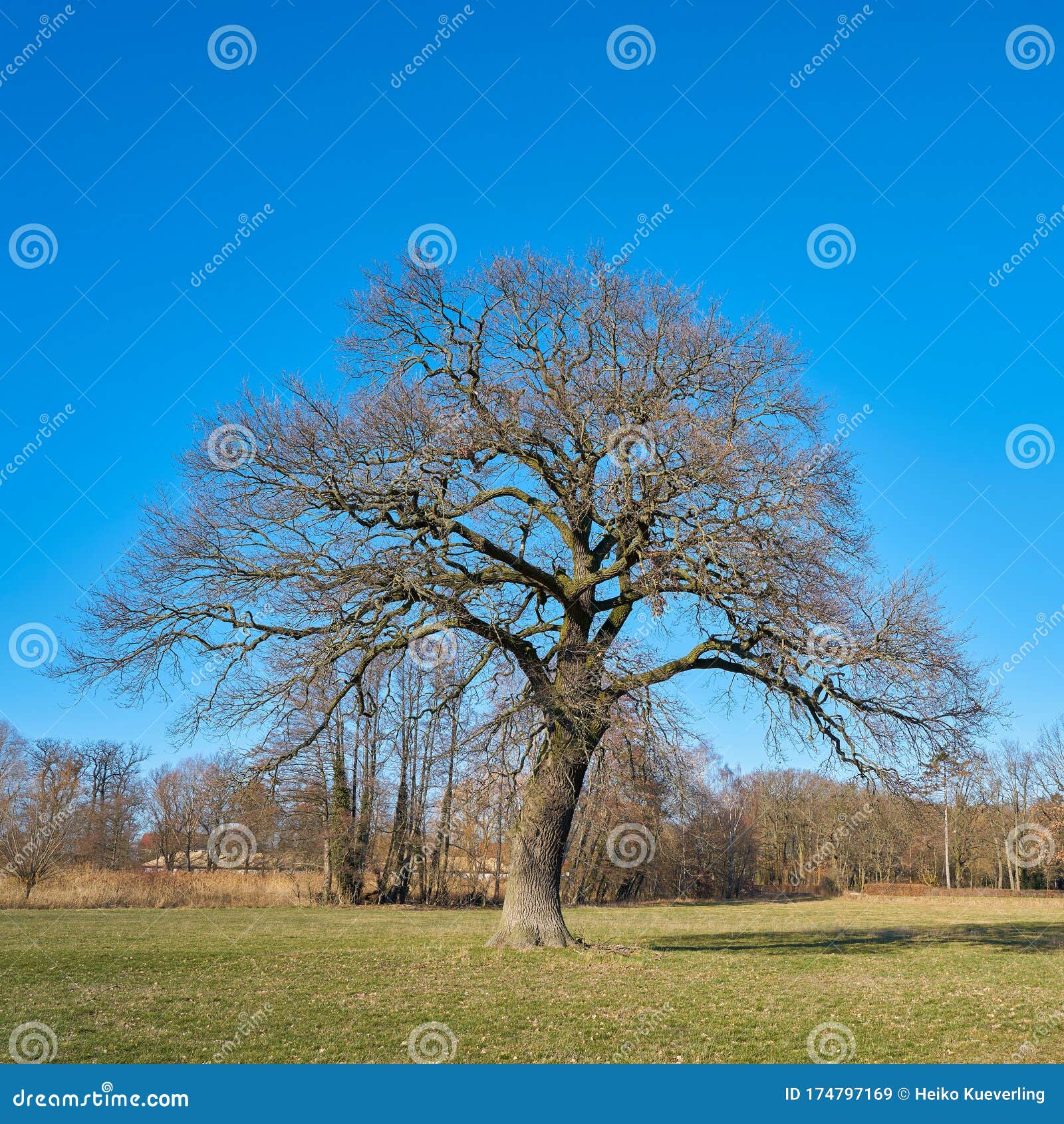 Old Oak Tree on a Meadow in Spring Stock Image - Image of branching ...