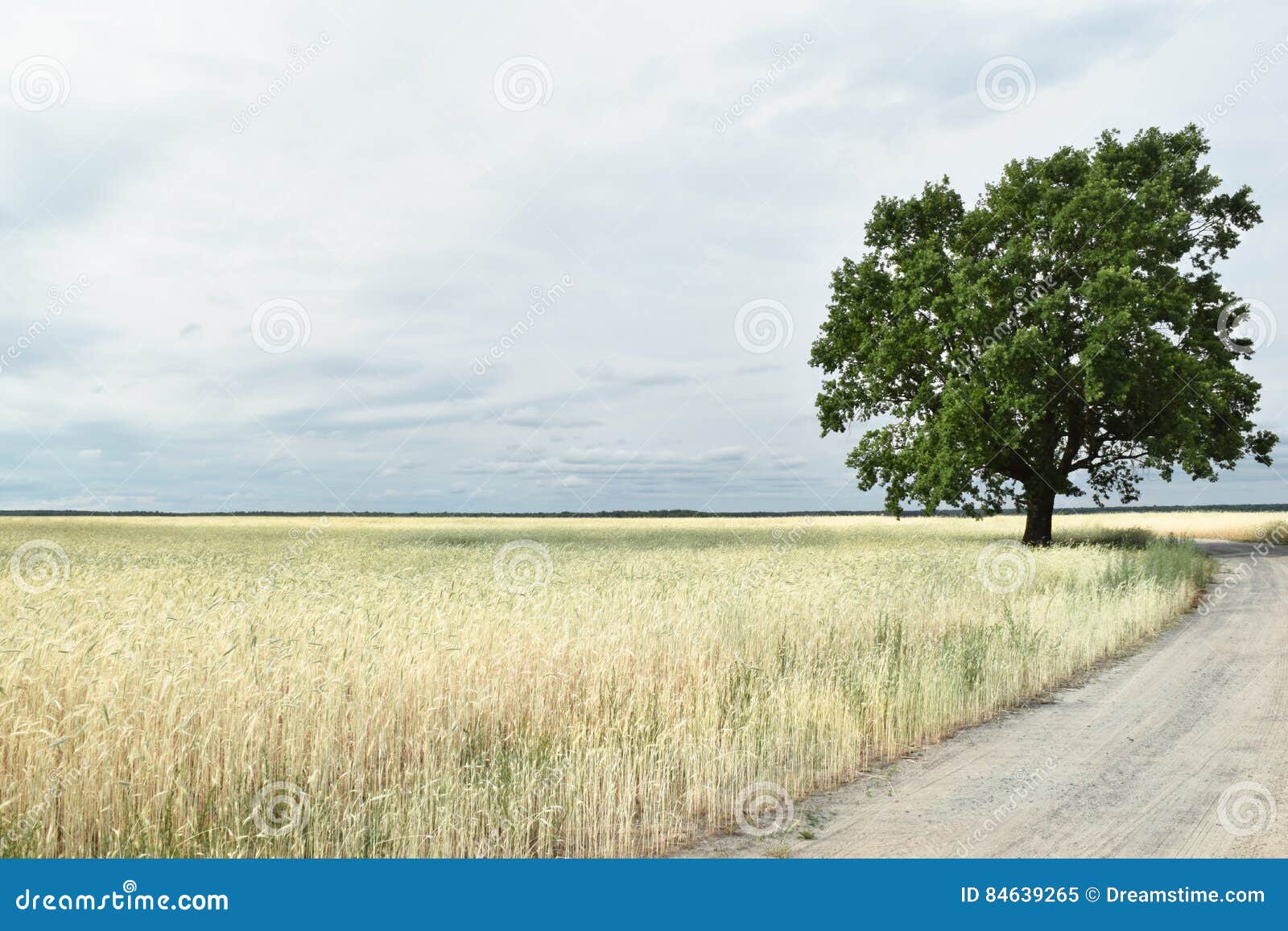 Old Oak Tree in the Middle of the Field Stock Image - Image of summer ...