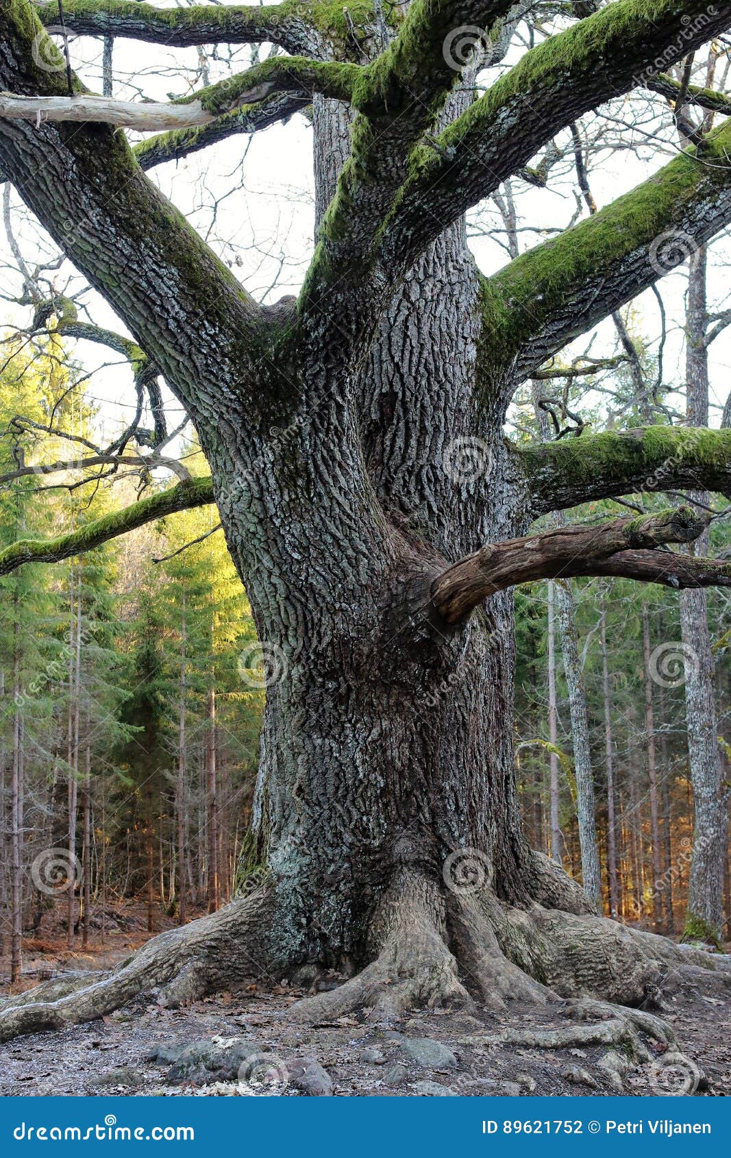Old oak stock photo. Image of tree, forest, midle - 89621752