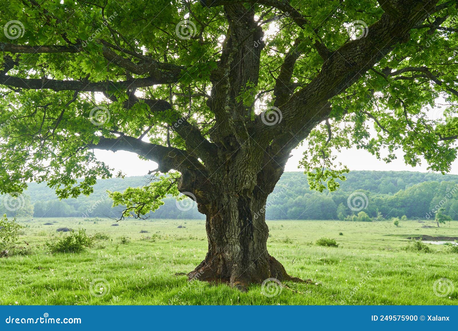 Old oak tree stock photo. Image of plain, green, countryside - 249575900