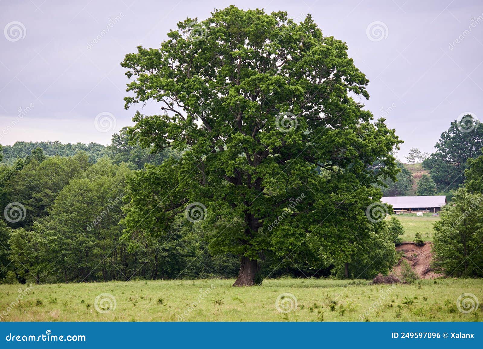Old oak tree stock photo. Image of view, forest, rural - 249597096