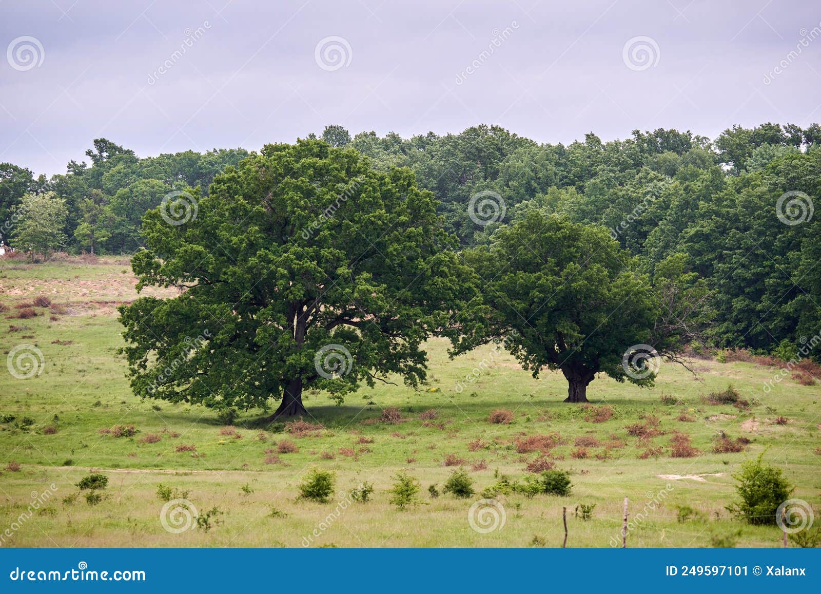 Old oak tree stock image. Image of scenery, green, summer - 249597101