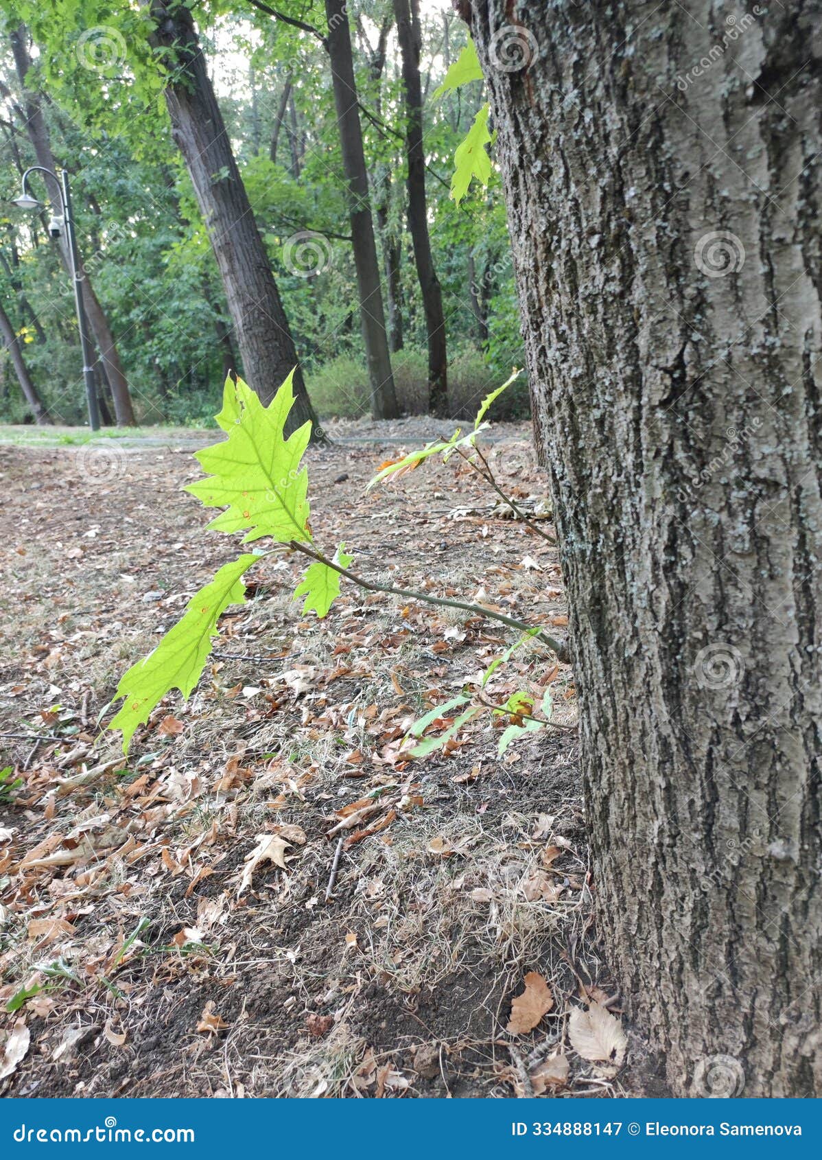 Old Oak Tree with a New Offshoot Stock Image - Image of environment ...