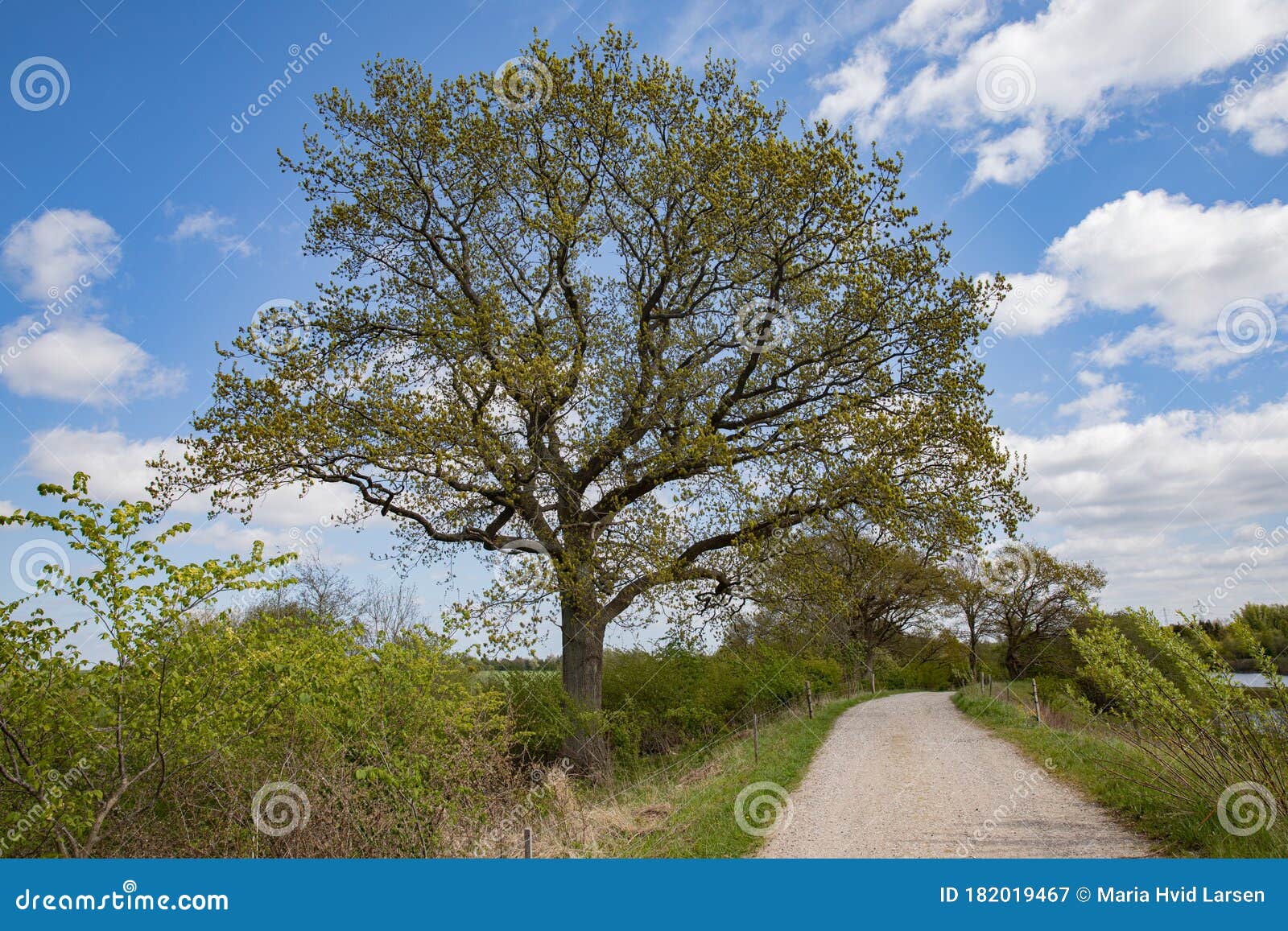 Old Oak Tree with Nice Blue Sky and White Clouds Stock Image - Image of ...