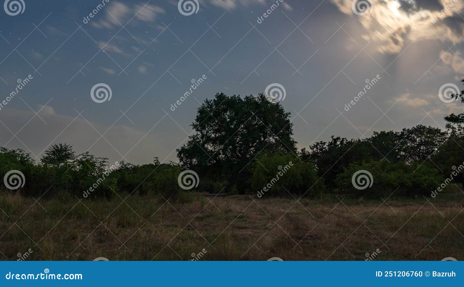 Old oak tree at night stock photo. Image of beautiful - 251206760