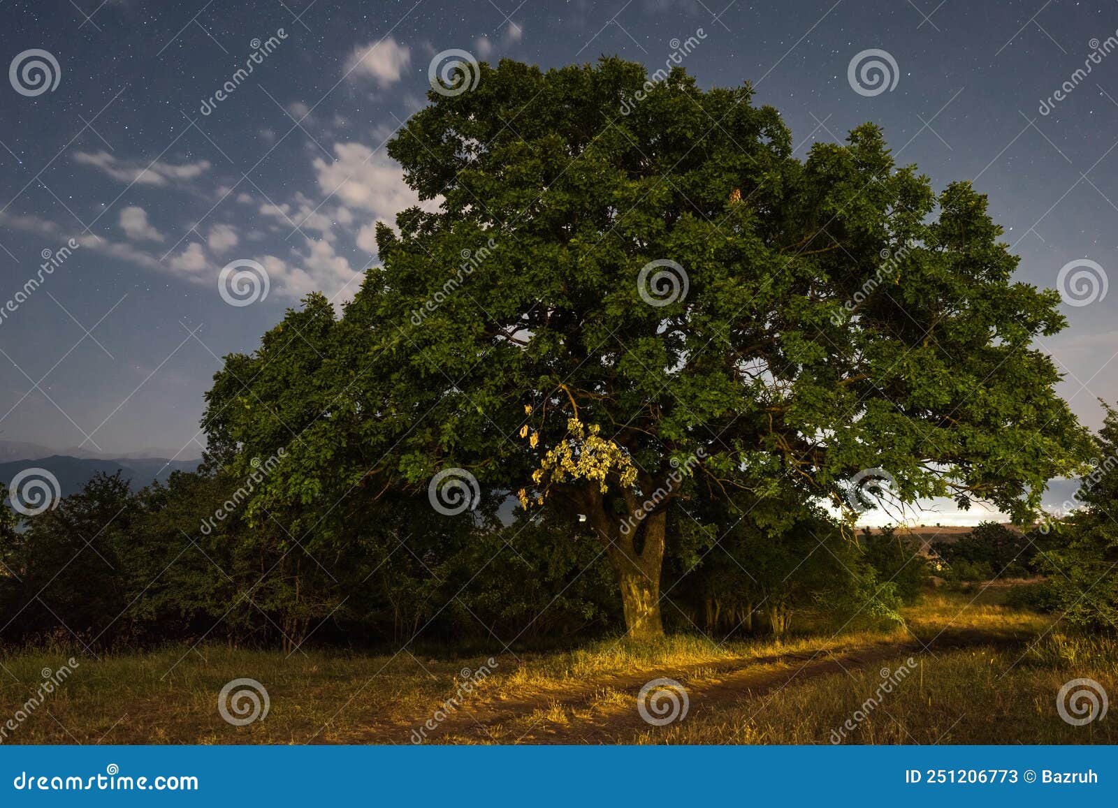 Old oak tree at night stock image. Image of astronomy - 251206773