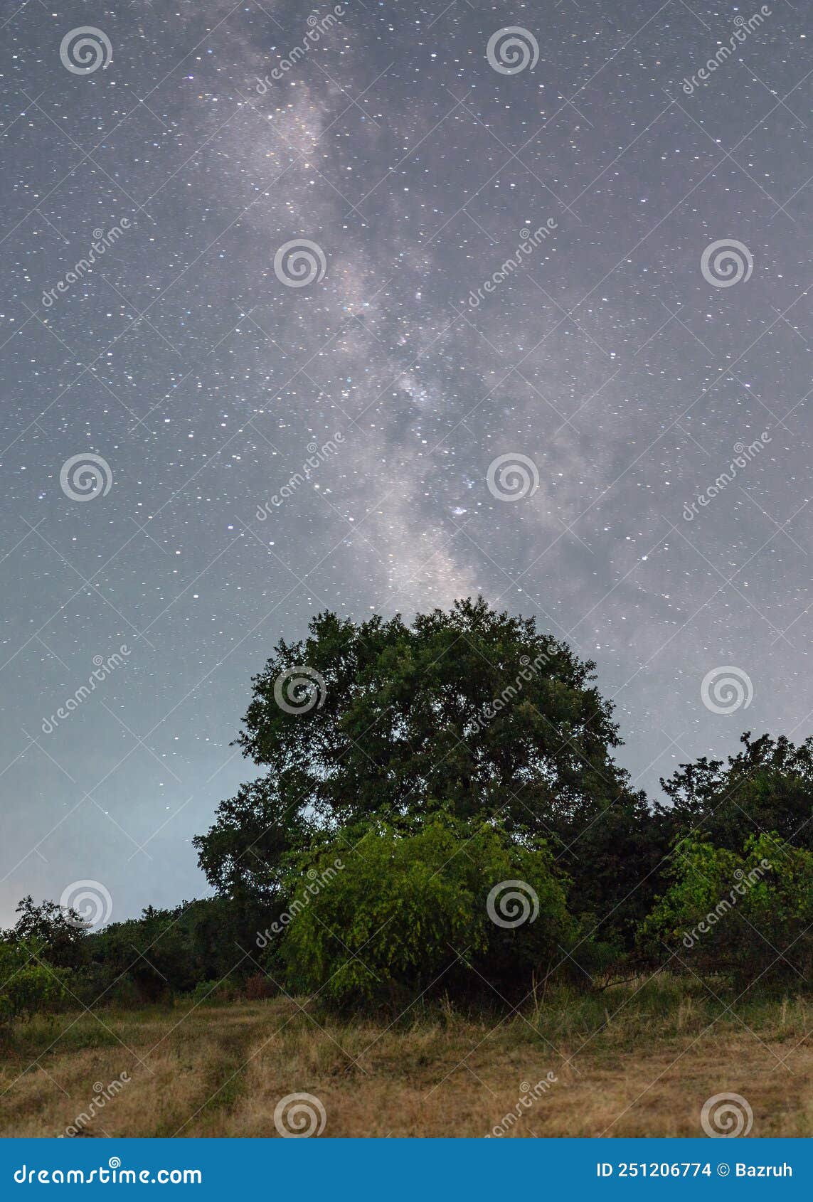 Old oak tree at night stock photo. Image of starry, landscape - 251206774