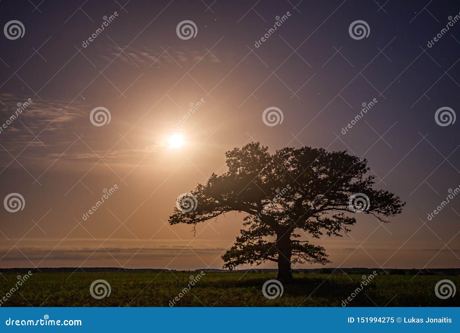Old Oak Tree in the Night Sky with the Moon Stock Image - Image of ...