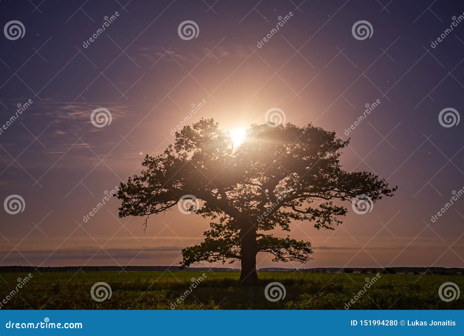 Old Oak Tree in the Night Sky with the Moon Stock Photo - Image of ...