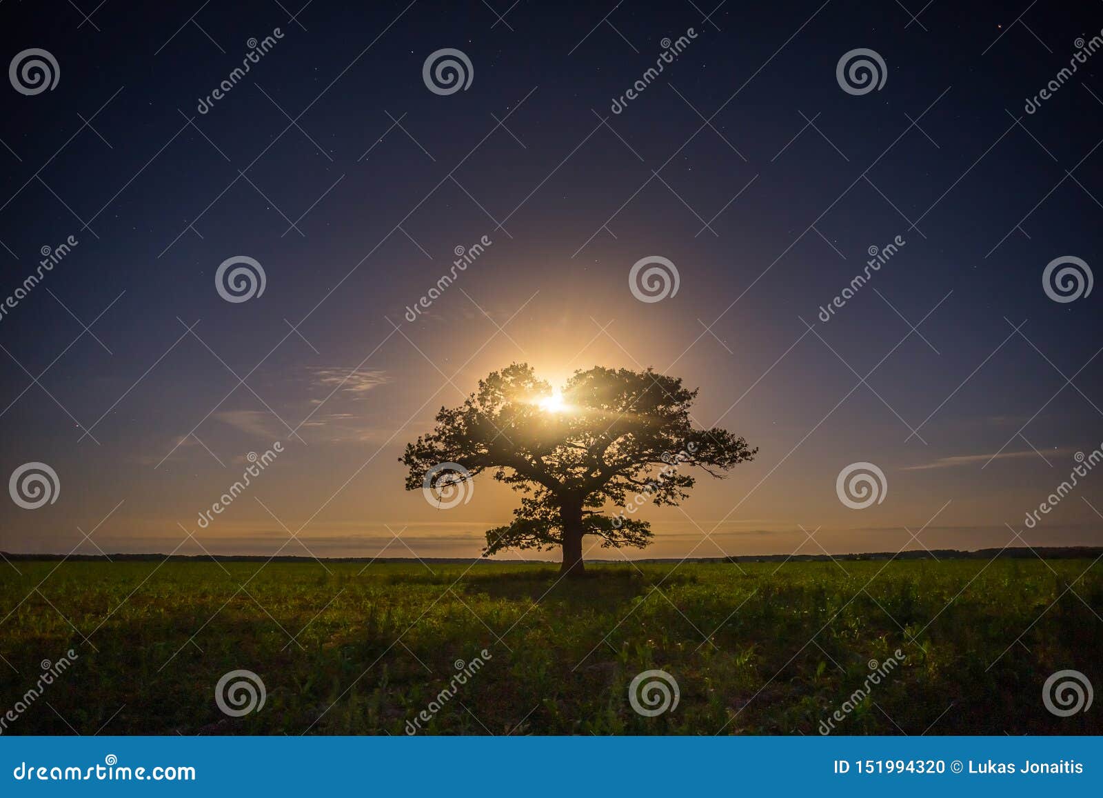 Old Oak Tree in the Night Sky with the Moon Stock Photo - Image of ...